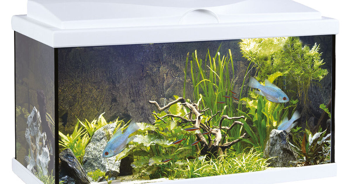 Ciano Acquario Aqua 60 LED bianco | L'Isola dei Tesori