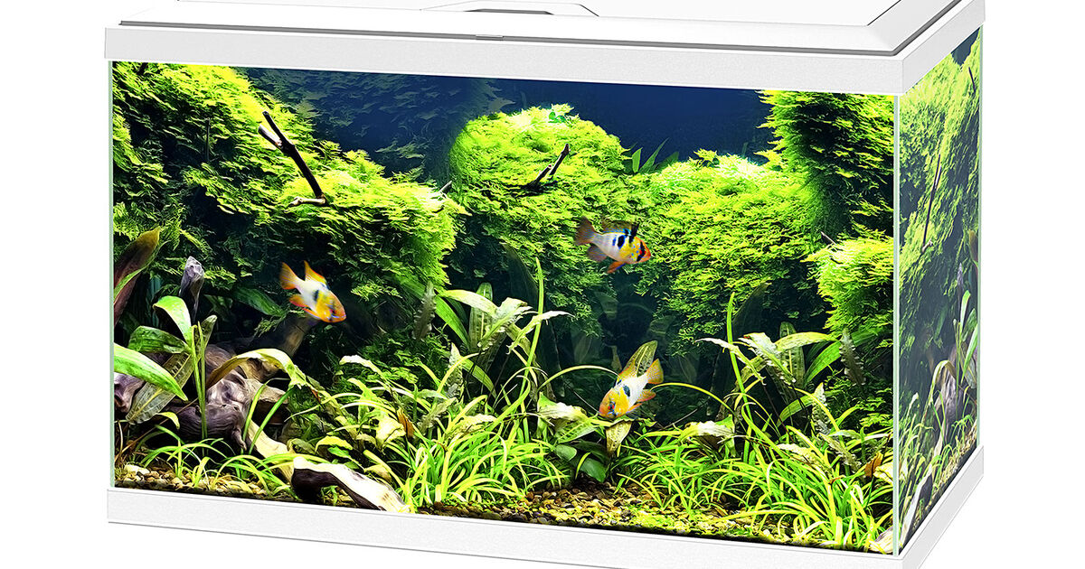 Askoll Acquario Aqua 60 LED | L'Isola dei Tesori